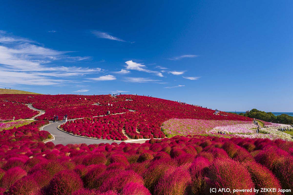 ZEKKEI’s Fall Award ｜ZEKKEI Japan