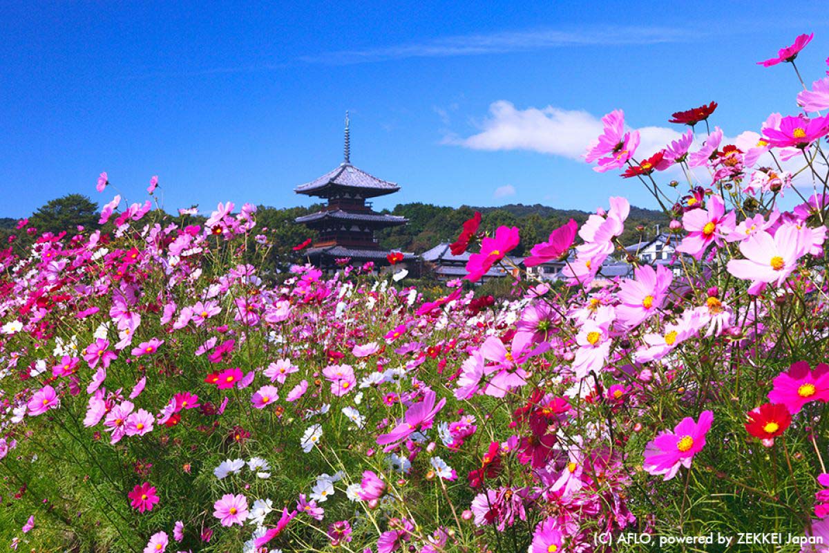 Scenery that Draws You In! ZEKKEI’s Best 5 Autumn Flowers｜ZEKKEI Japan